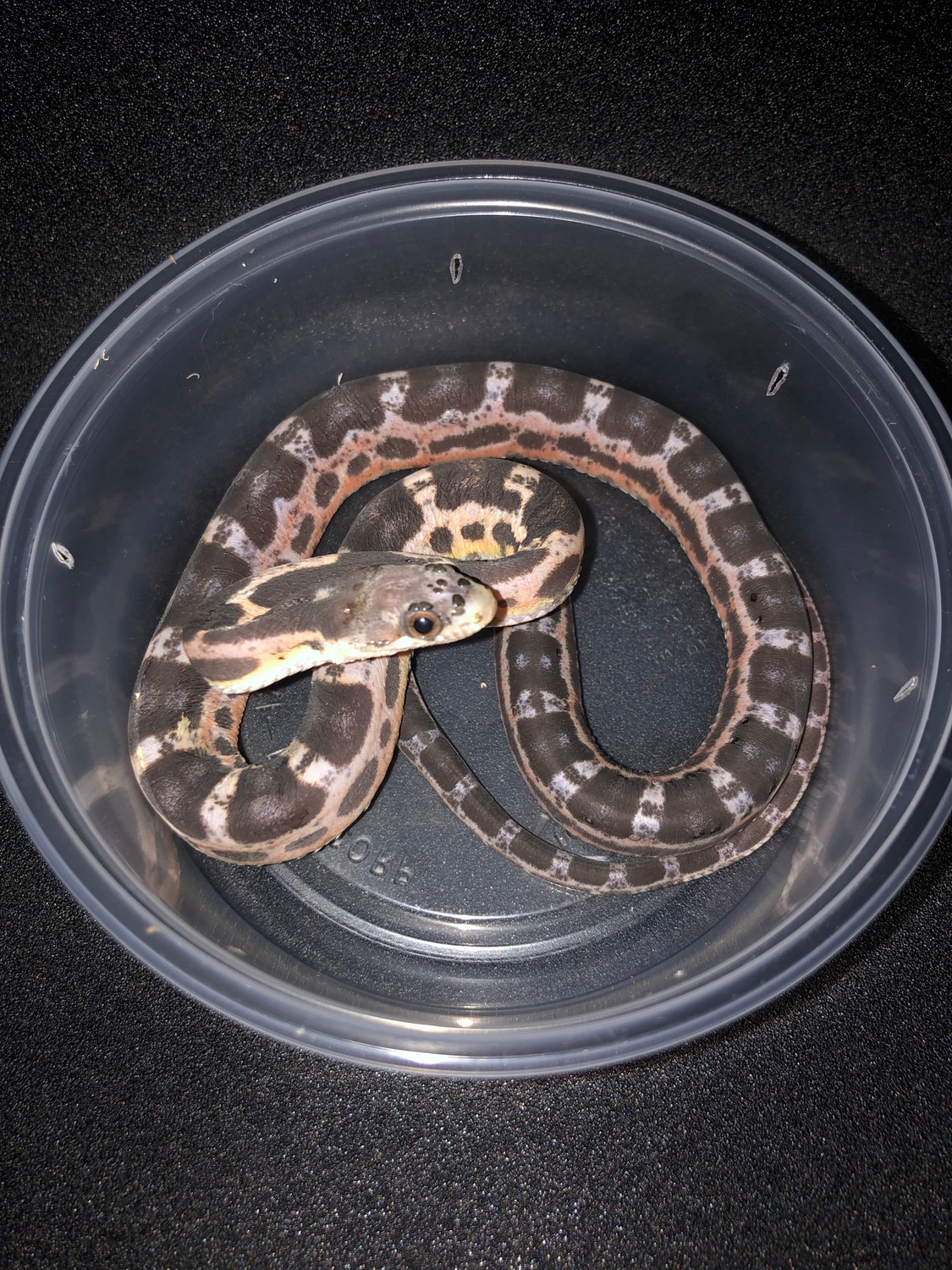 Scaleless Texas Western Rat Snake by Toasty Exotics - MorphMarket