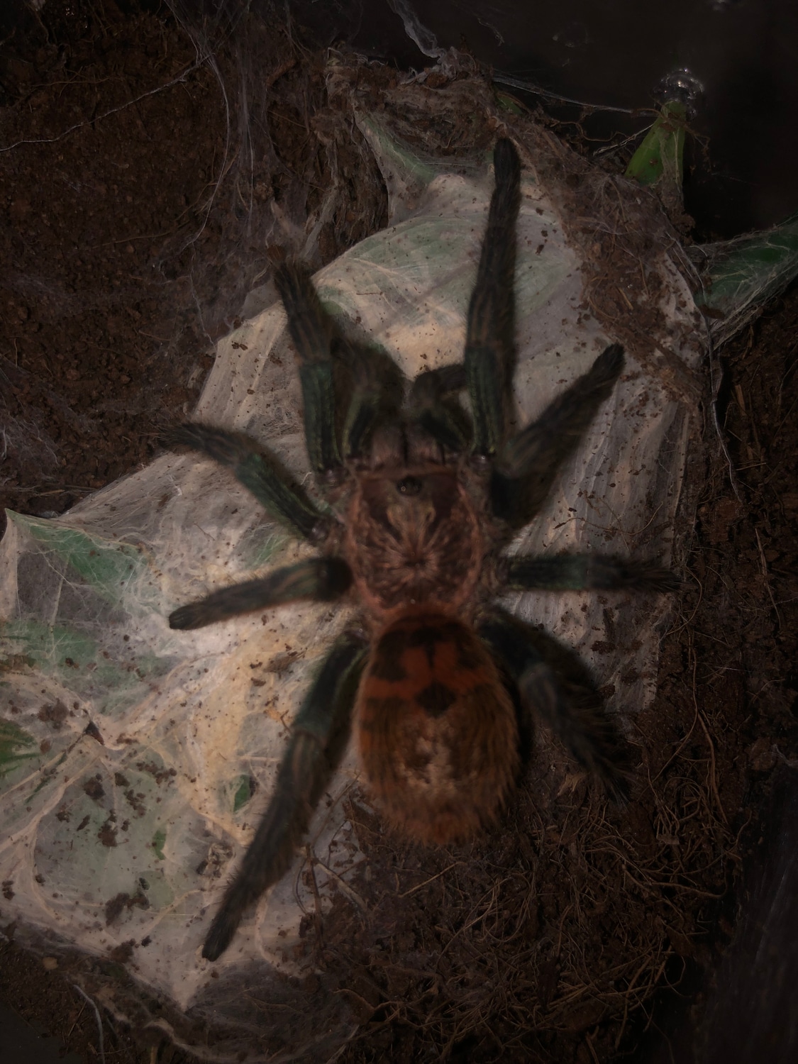 GBB Tarantula by Toasty Exotics - MorphMarket