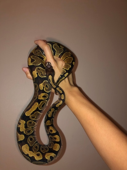 Microscale Ball Python by Toasty Exotics