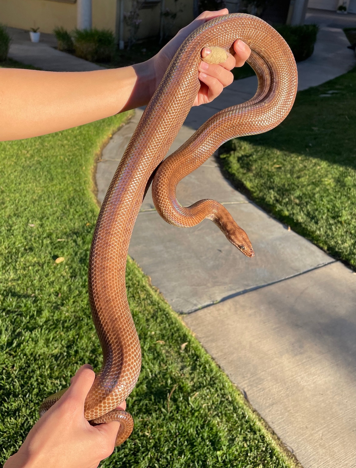 Adult Colombian Rainbow Boa by Toasty Exotics - MorphMarket