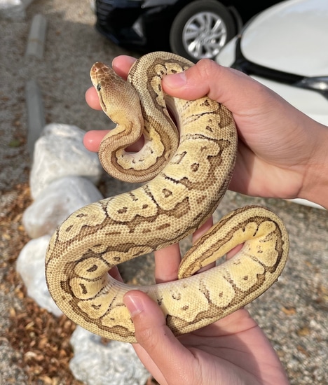 Jigsaw Ball Python by Toasty Exotics