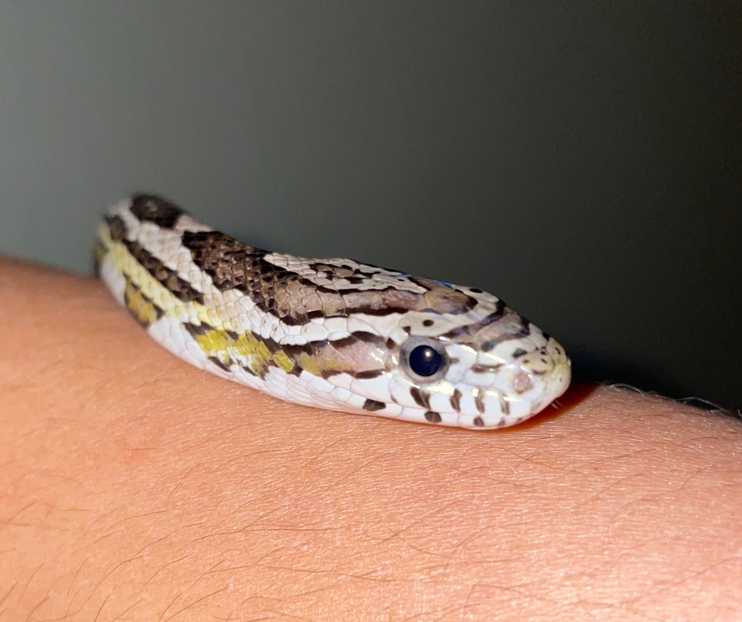 Anery Okeetee Corn Snake by Toasty Exotics - MorphMarket