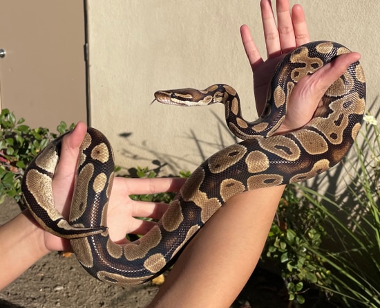Yellowbelly Ball Python by Toasty Exotics