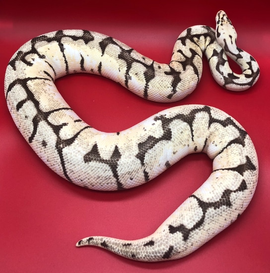 Vanilla Fire Pastel Spider Ball Python by Toasty Exotics