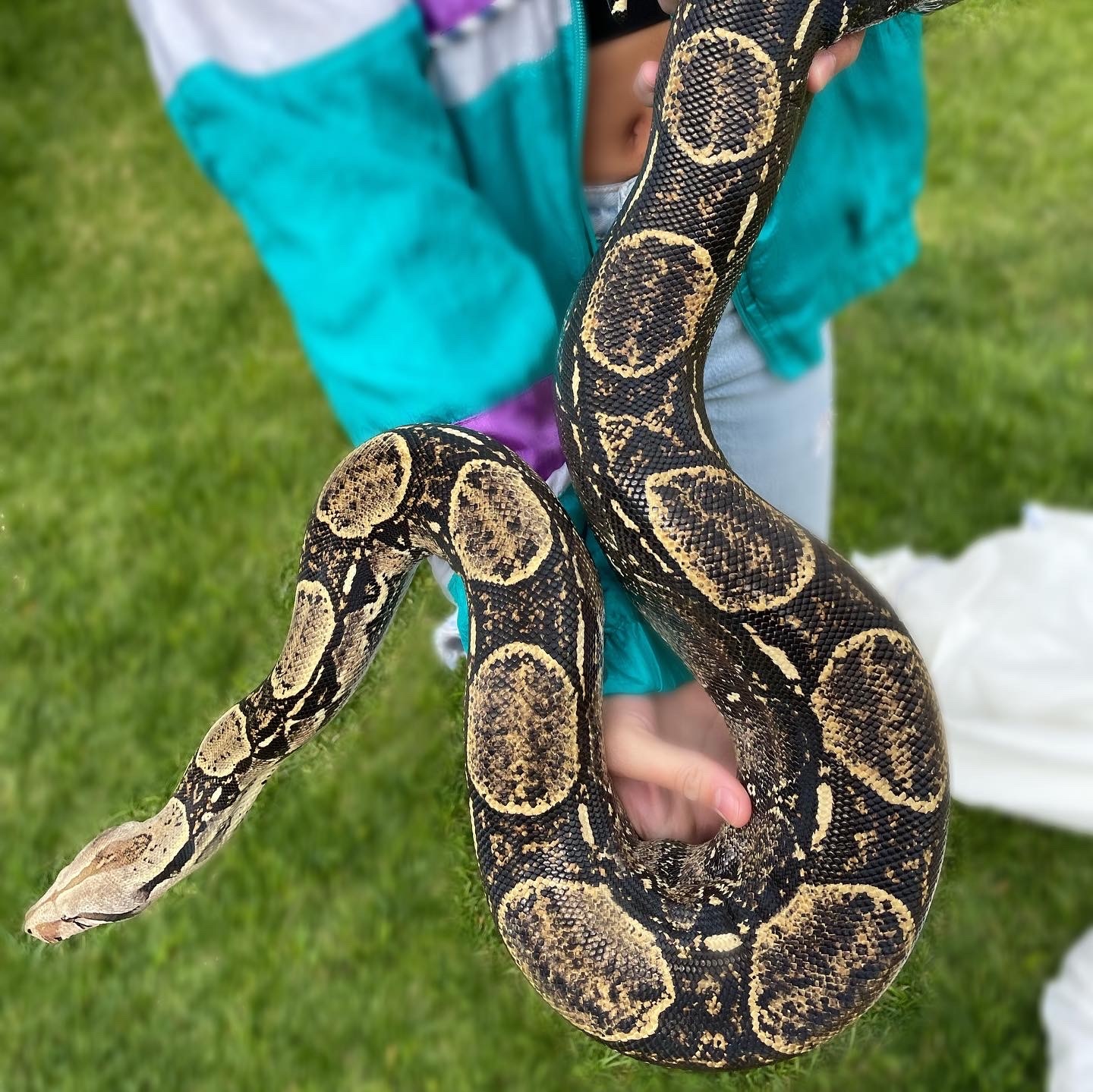 Dark Adult Boa Constrictor by Toasty Exotics - MorphMarket