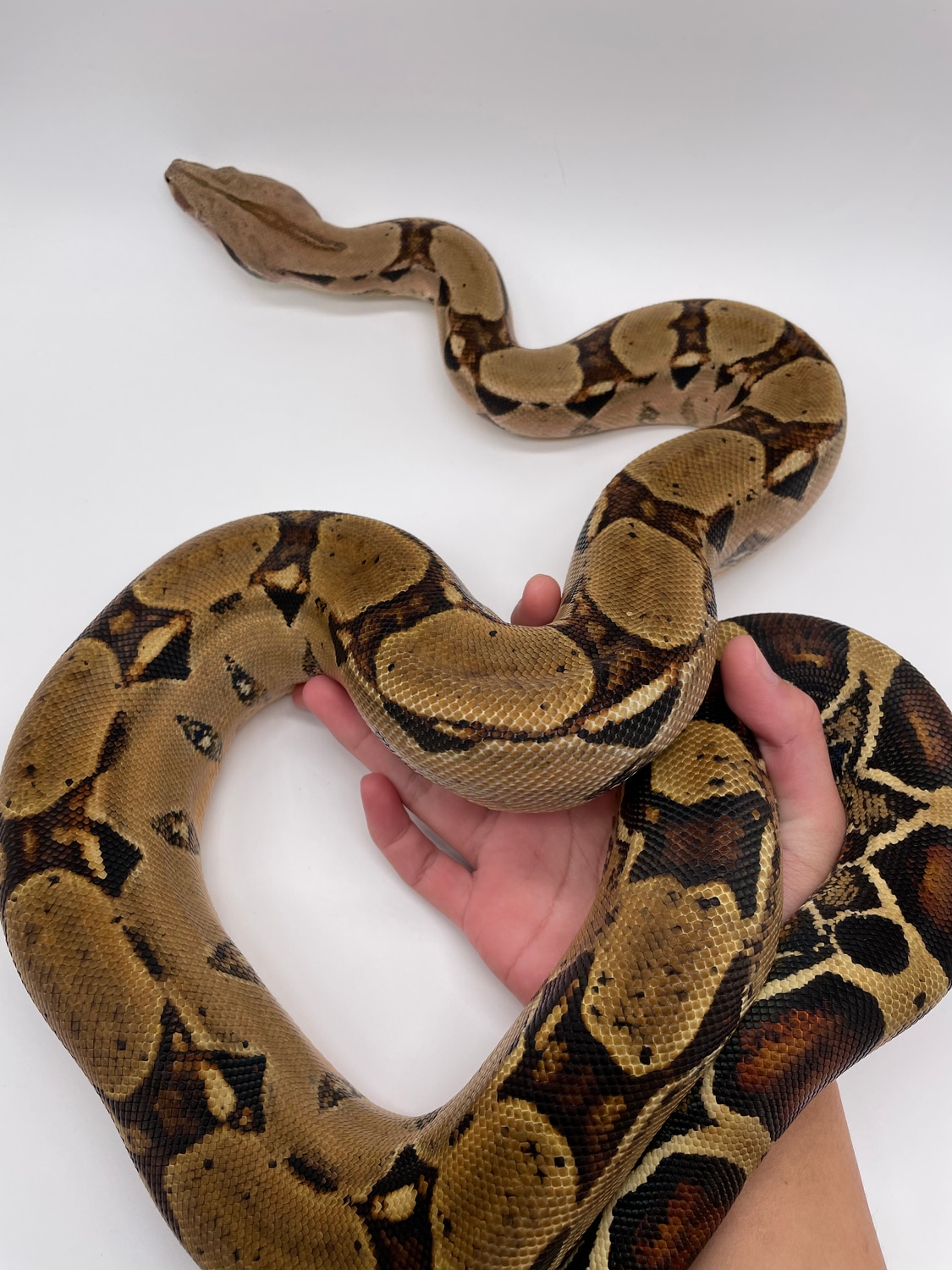 Normal Boa Constrictor by Toasty Exotics - MorphMarket