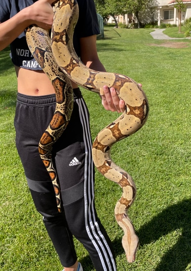 6ft Normal Boa Constrictor by Toasty Exotics