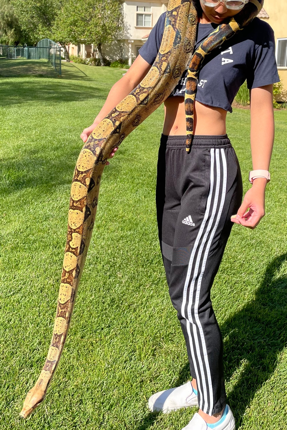 8ft Normal Boa Constrictor by Toasty Exotics - MorphMarket