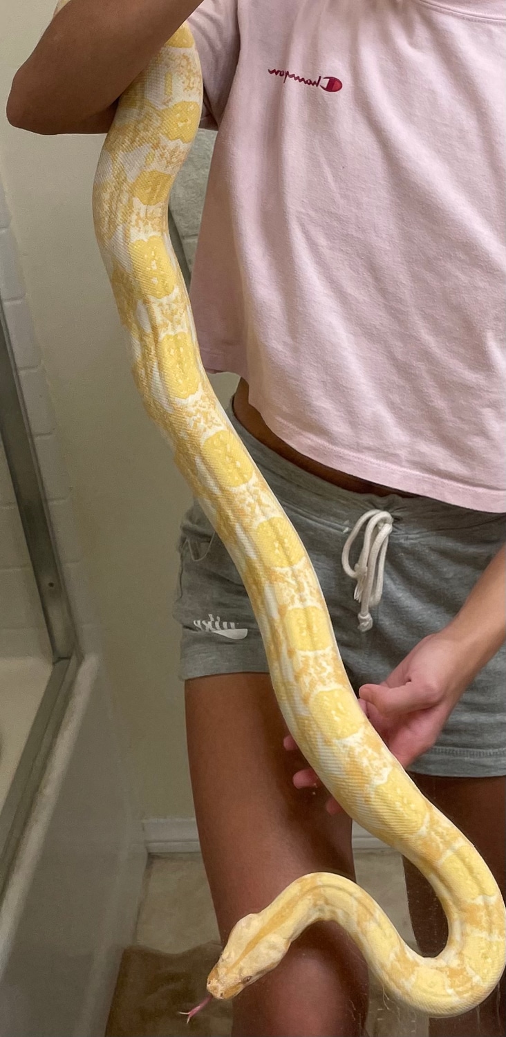 Sharp Het Snow Boa Constrictor by Toasty Exotics - MorphMarket