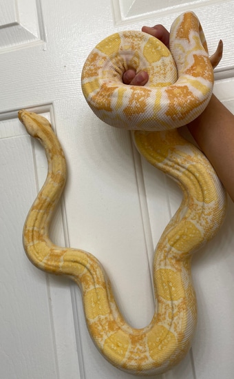 Sharp Het Snow Boa Constrictor by Toasty Exotics