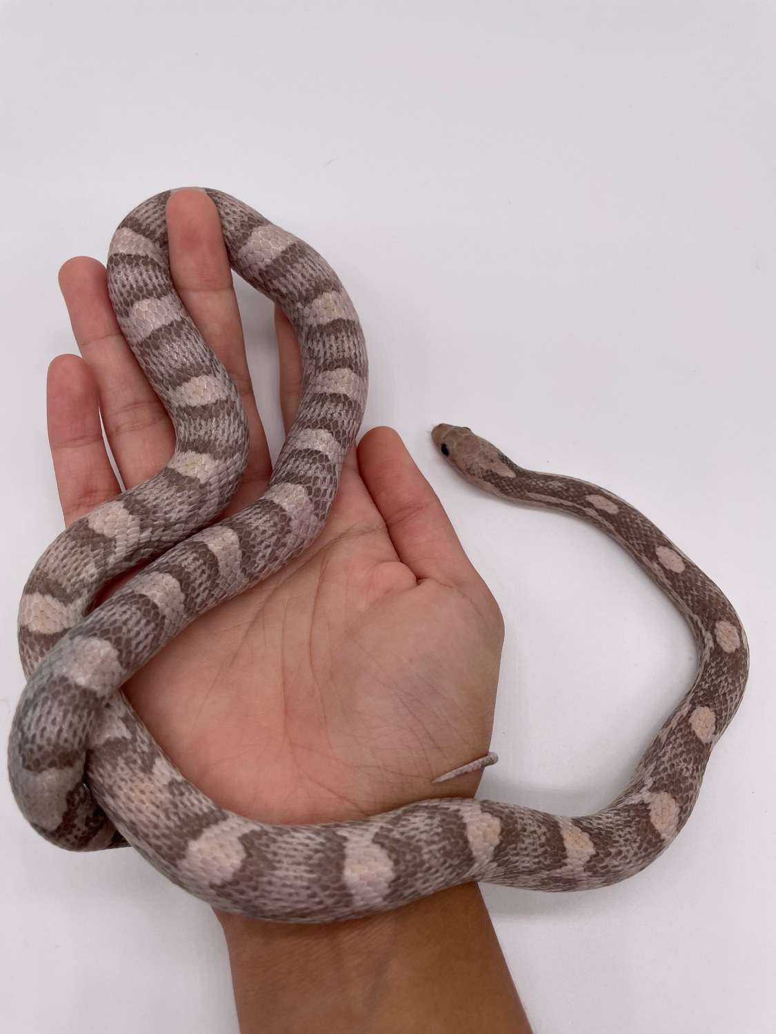 Lavender Corn Snake by Toasty Exotics - MorphMarket