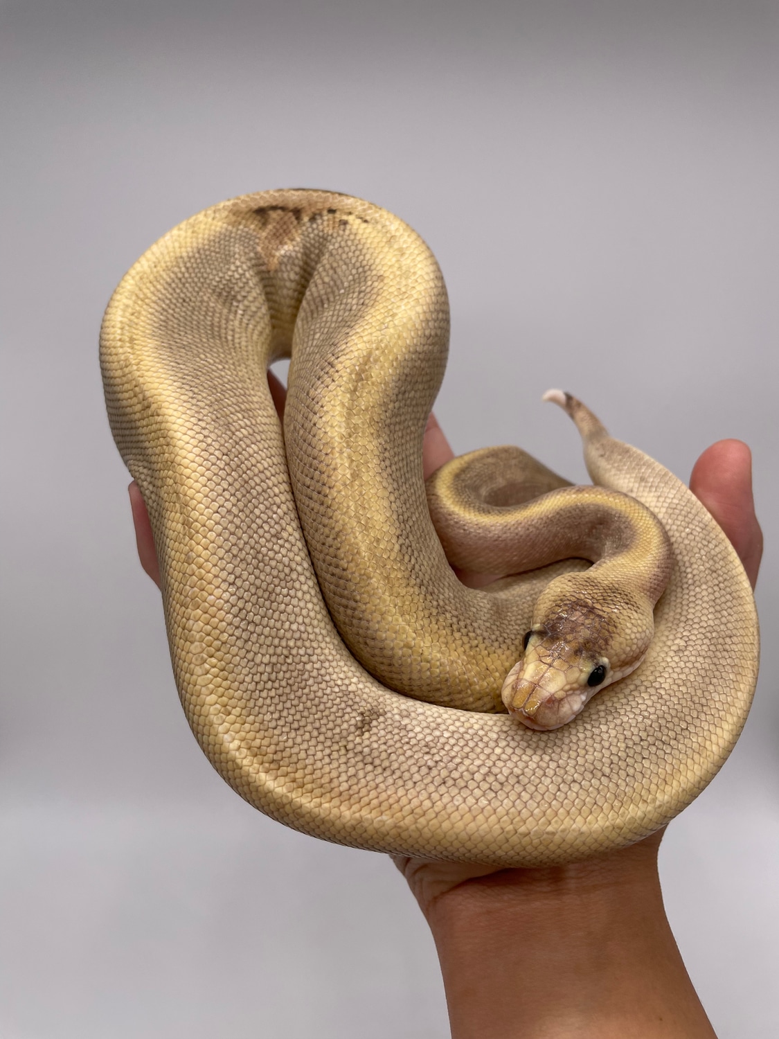 Cinnamon Champagne Ball Python by Toasty Exotics - MorphMarket