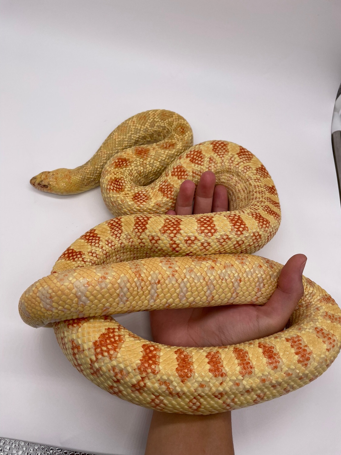 Hybino Bullsnake by Toasty Exotics - MorphMarket