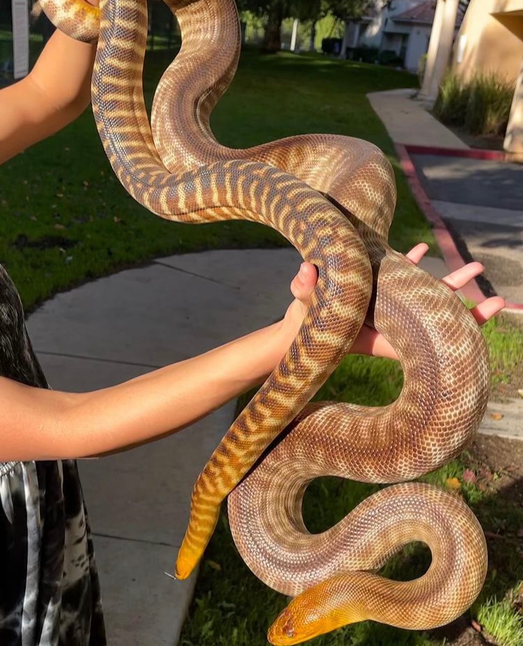 Pair- Woma Python by Toasty Exotics - MorphMarket