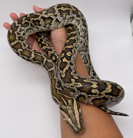 1/2 Dwarf Poss Het Albino Burmese Python by Toasty Exotics