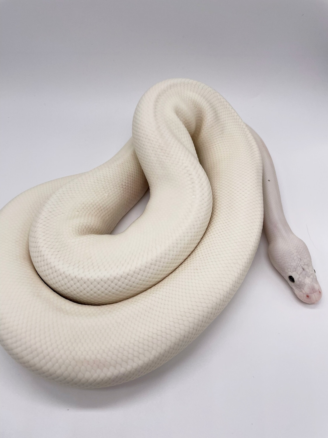 White Wedding Ball Python by Toasty Exotics - MorphMarket