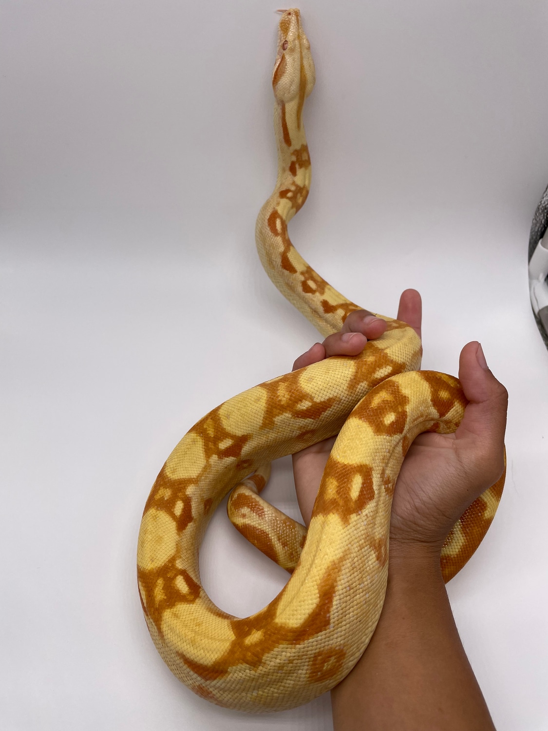 Sharp Sunglow Boa Constrictor by Toasty Exotics - MorphMarket