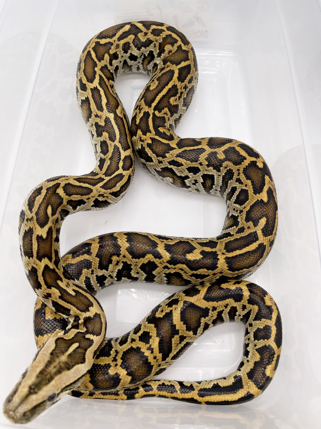 SALE 1/4 Dwarf Het Albino Patternless Poss. Granite Burmese Python by ...