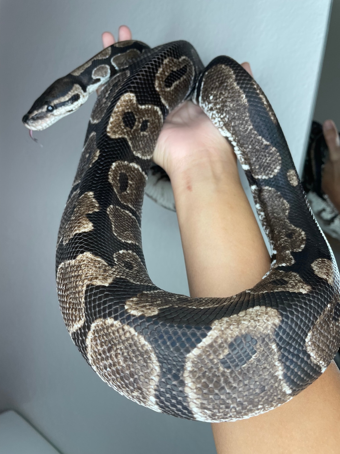 TSK Axanthic Ball Python by Toasty Exotics - MorphMarket