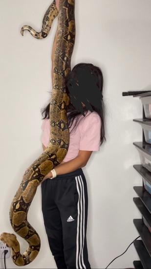 8ft Normal Boa Constrictor by Toasty Exotics