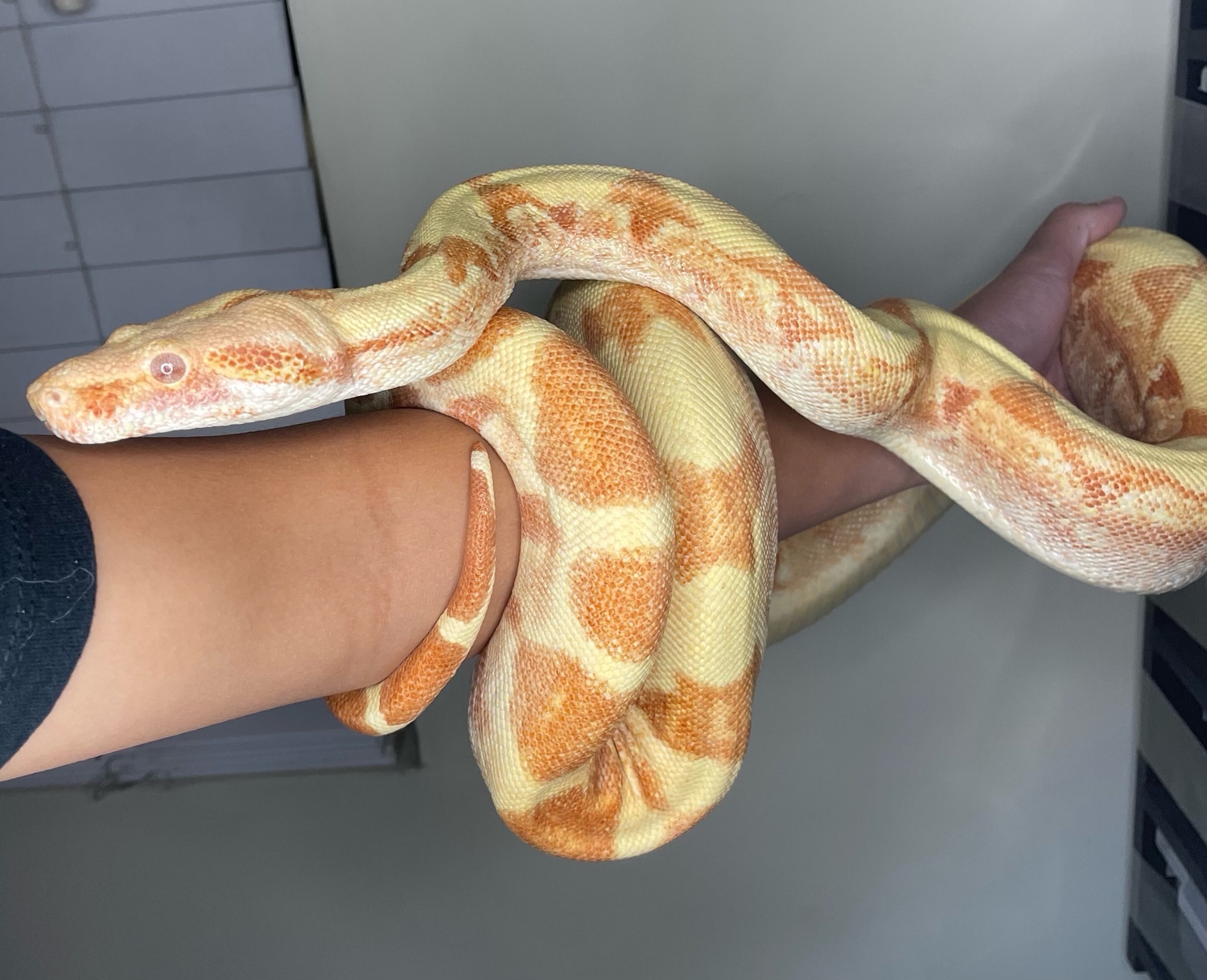 *SALE* Sunglow Boa Constrictor by Toasty Exotics - MorphMarket