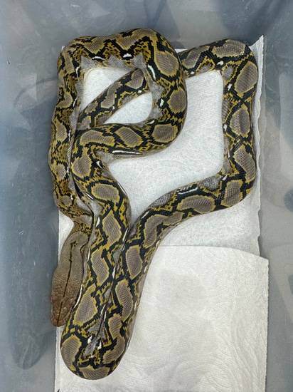 Het Renick Ghost Pos Het Pied Reticulated Python by Toasty Exotics