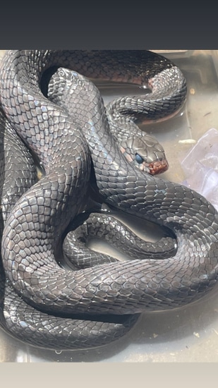 Mexican Red Tail Indigo Pair Cribo & Indigo Snakes by 209exotics