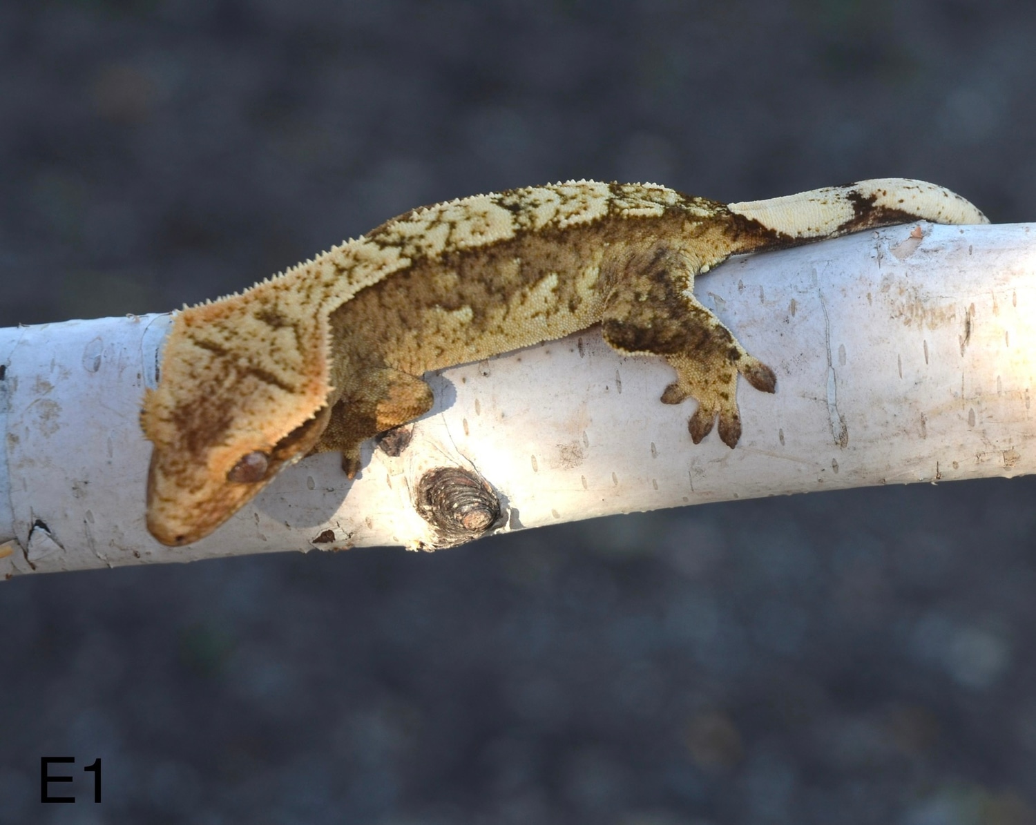 NPV Yellow/Orange Brindle W Pattern Crested Gecko by Geckos On The Hill ...