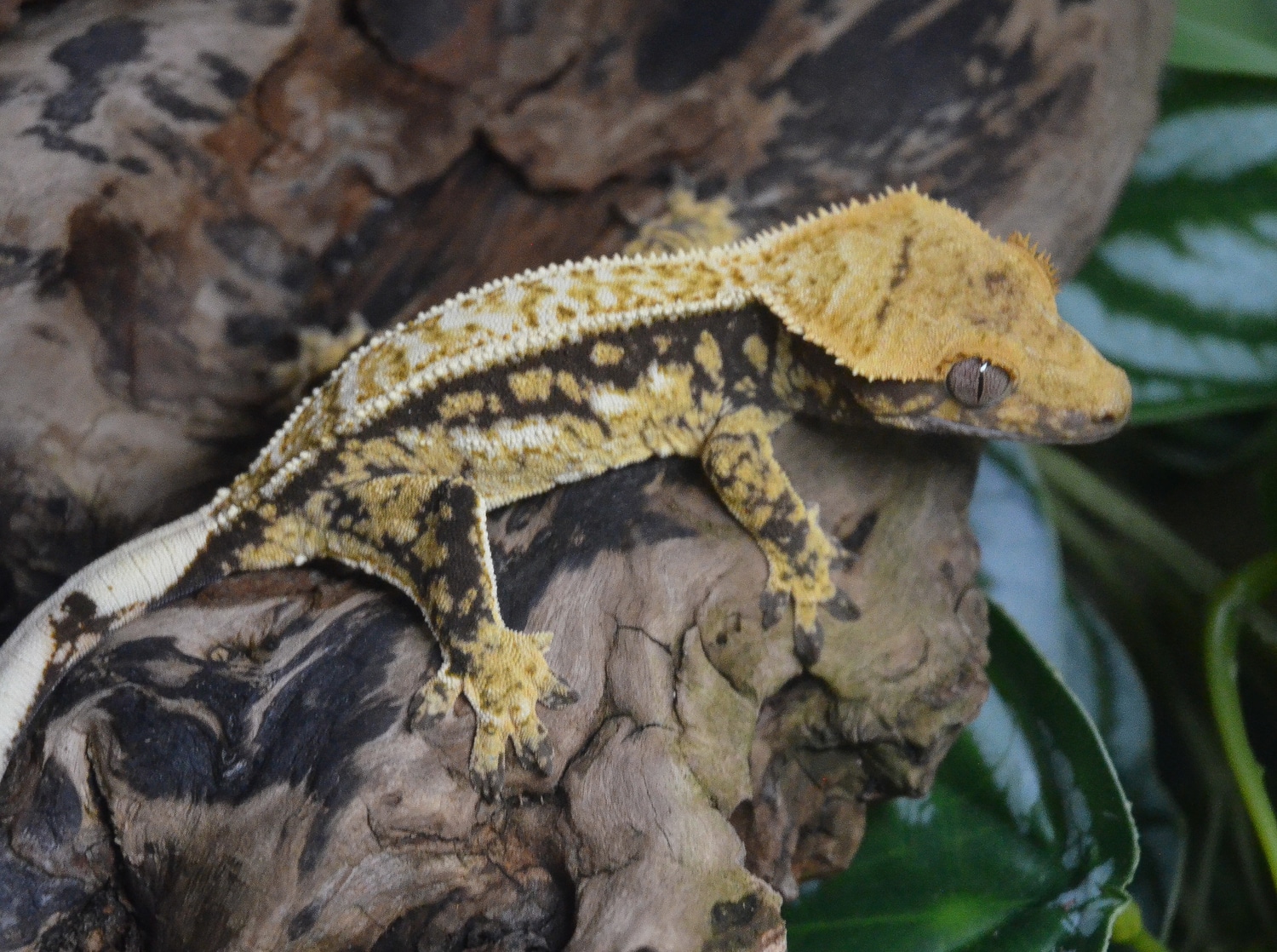 Sale! NPV Drippy Pin Crested Gecko by Geckos On The Hill - MorphMarket