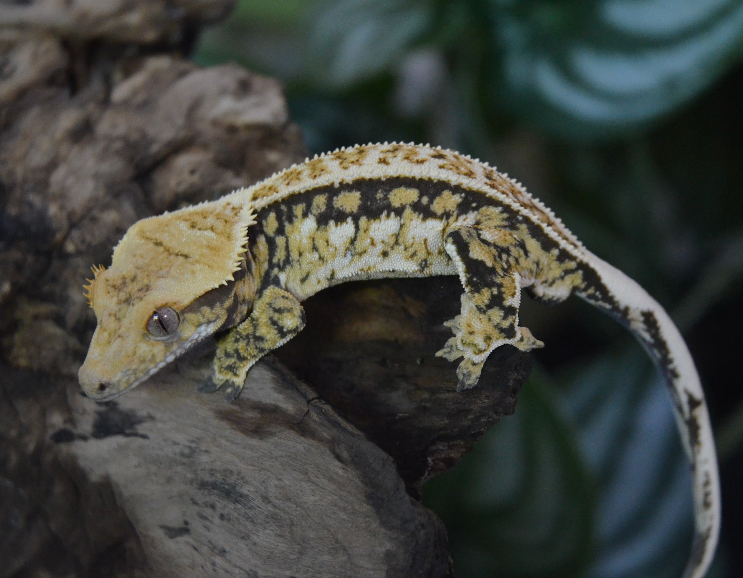 High Pattern Pinstripe Crested Gecko by Geckos On The Hill - MorphMarket