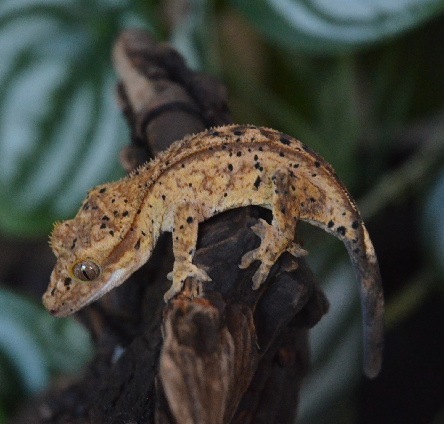 Price Drop - Poss. Female Super Dalmatian Crested Gecko by Geckos On ...