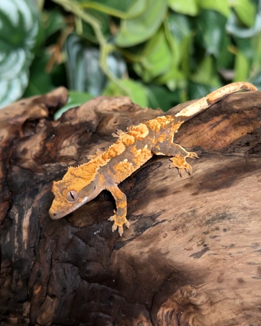 PV Bright Pattern Harlequin Crested Gecko by Geckos On The Hill ...