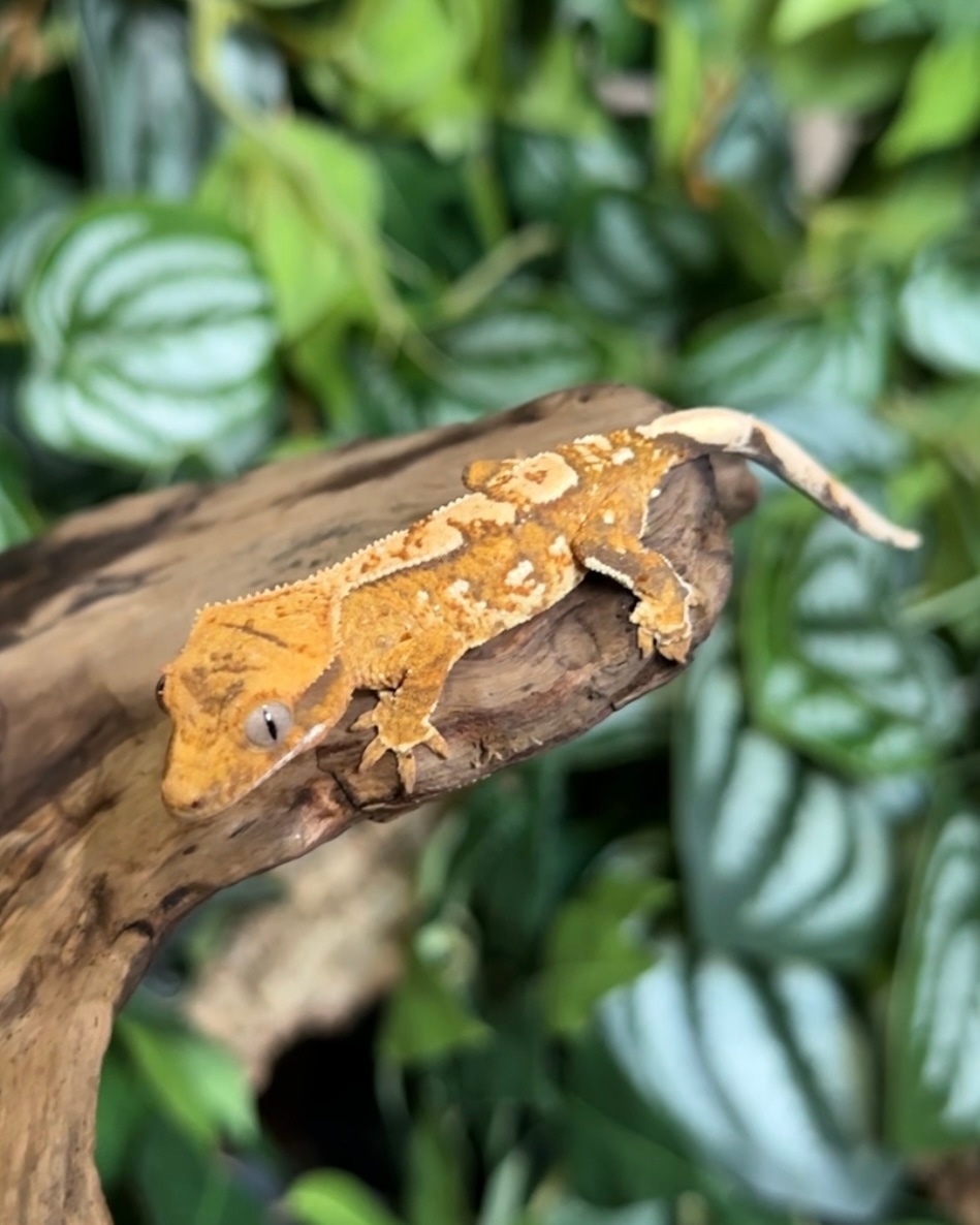 PV Saturated Orange Base Crested Gecko by Geckos On The Hill - MorphMarket