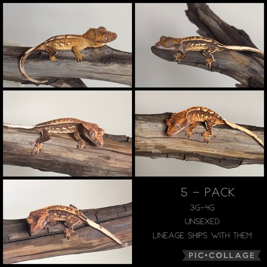 5-pack Crested Gecko by Geckos On The Hill