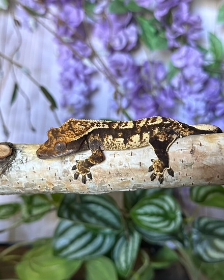 NPV Tipped Crests Crested Gecko by Geckos On The Hill
