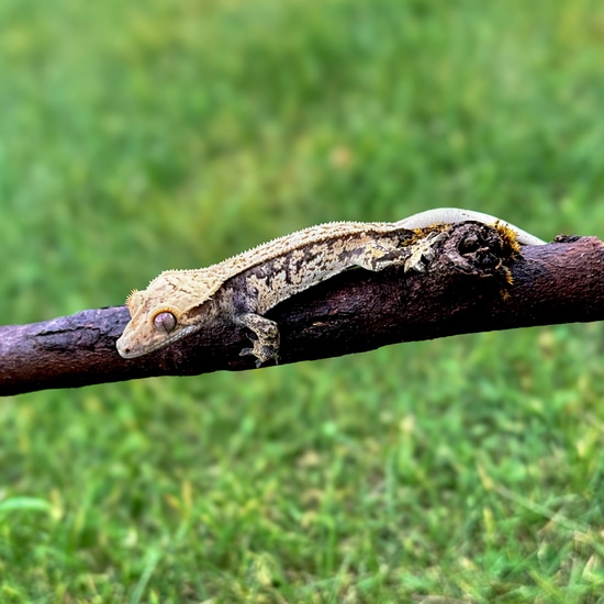 High Pattern Crested Gecko by Geckos On The Hill