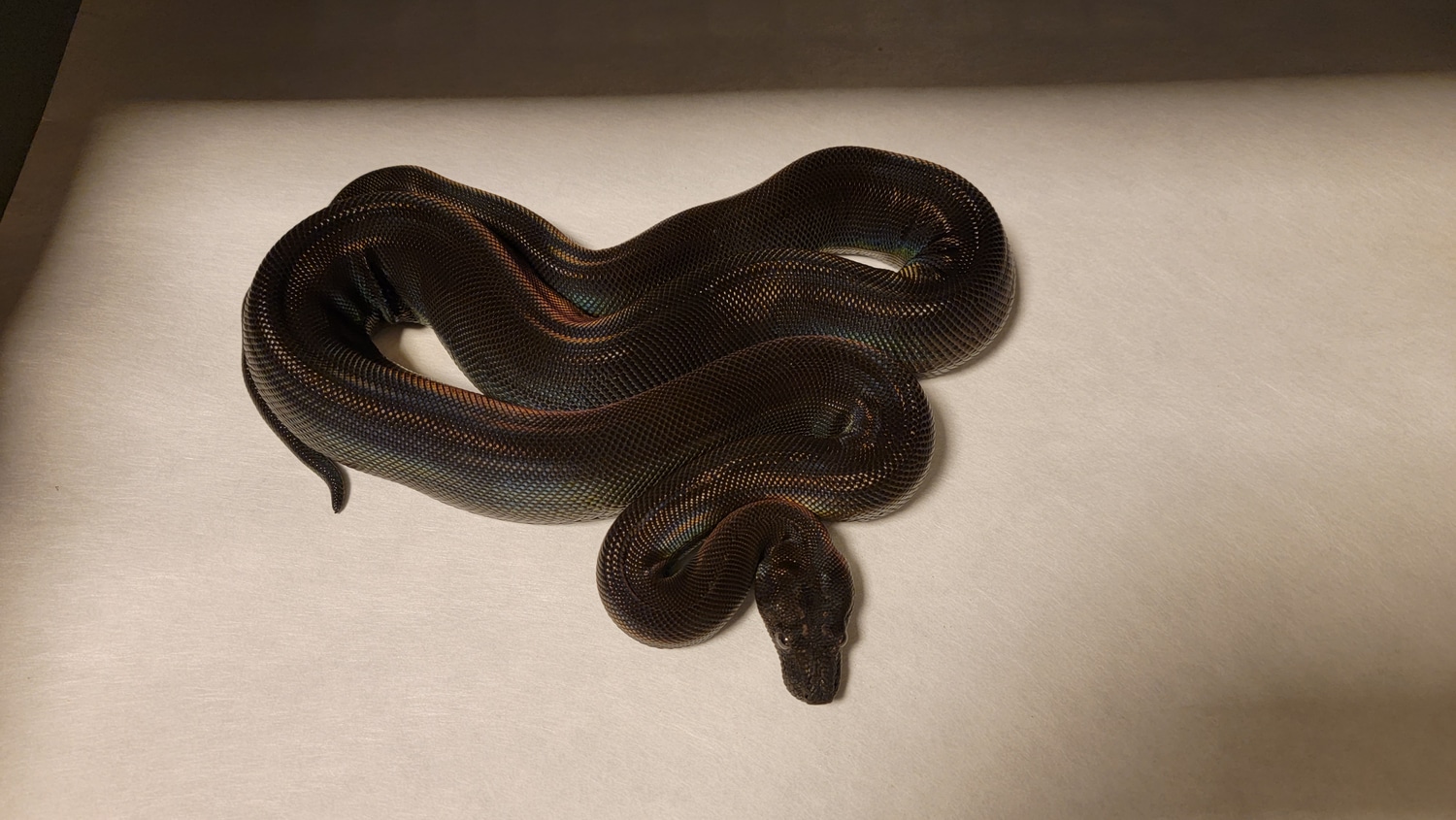 Black Devil Pair Boa Constrictor by Erik's Reptiles - MorphMarket