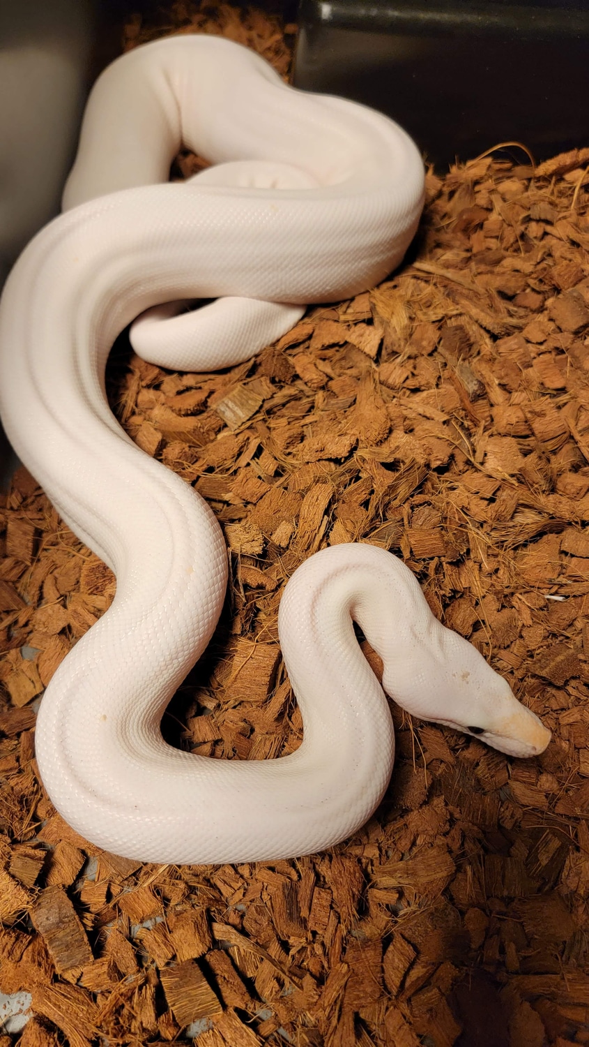 Super Fire Diamond Pair Boa Constrictor by Erik's Reptiles - MorphMarket