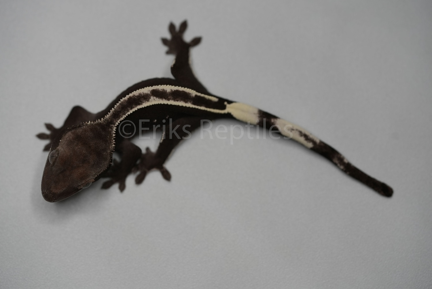 Axanthic Crested Gecko by Erik's Reptiles - MorphMarket