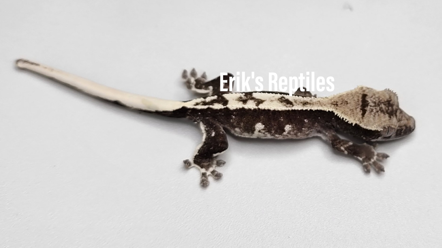 Axanthic Lilly White Crested Gecko by Erik's Reptiles - MorphMarket