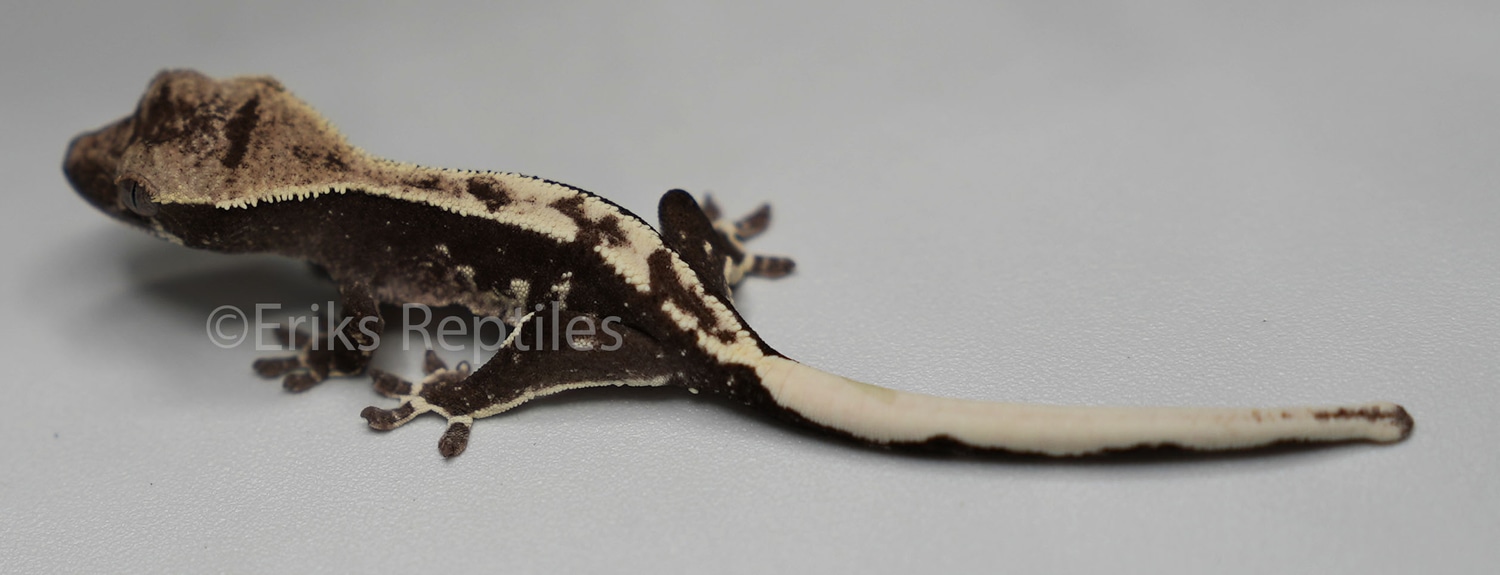 Axanthic Lilly White Crested Gecko by Erik's Reptiles - MorphMarket