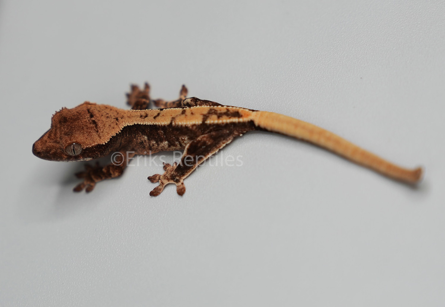 Lilly White Het Axanthic Crested Gecko by Erik's Reptiles - MorphMarket