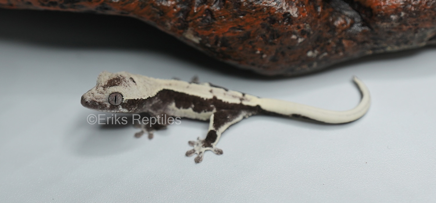 Axanthic Lilly White Crested Gecko by Erik's Reptiles - MorphMarket