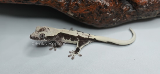 Axanthic Lilly White Crested Gecko by Erik's Reptiles