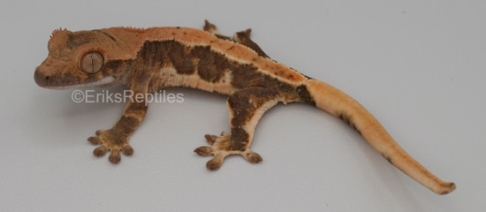 100% Het Axanthic Lilly White Crested Gecko by Erik's Reptiles