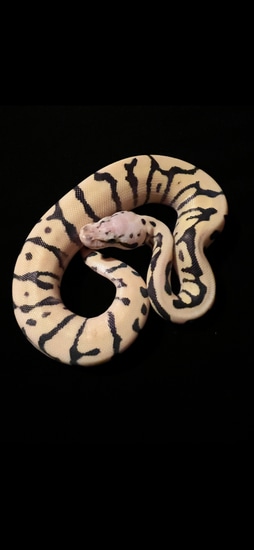 Orange Dream, Firefly, Spotnose, Het Hypo, Het Clown, Het Desert Ghost ...