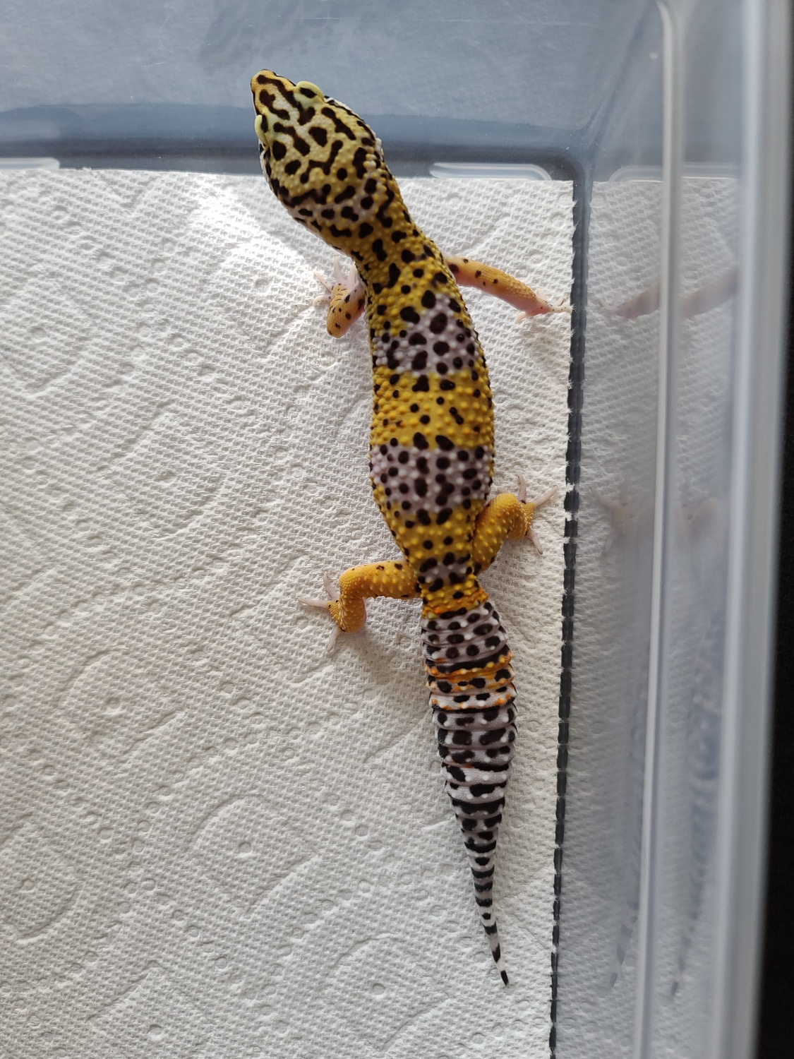 SG Blood Emerine X Giant Pos SG Tremper Tangerine Leopard Gecko by ...