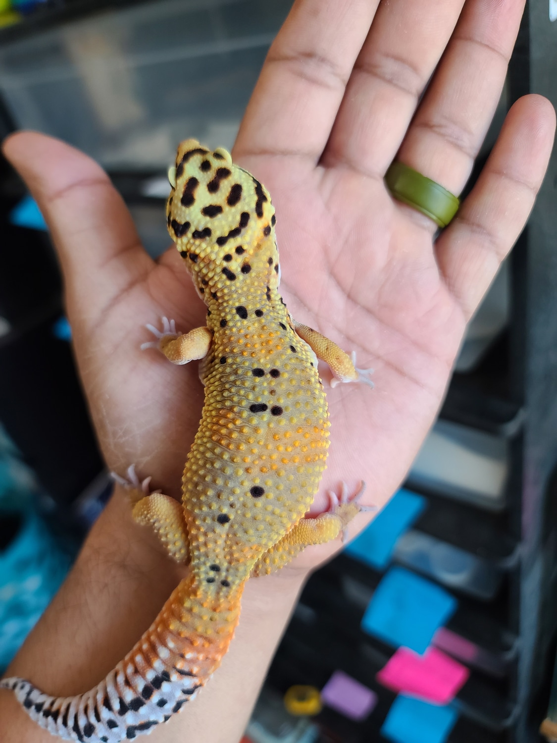 Giant Blood Emerine Bold Stripe Leopard Gecko by Rivas Gecko's ...