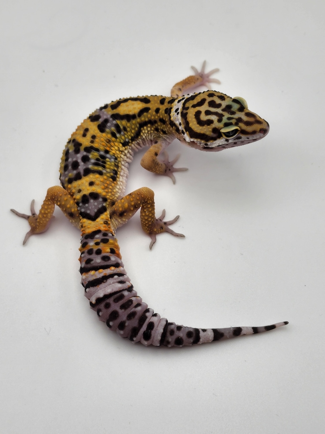 Super Giant Blood Emerine Het Tremper Leopard Gecko by Father & son's ...