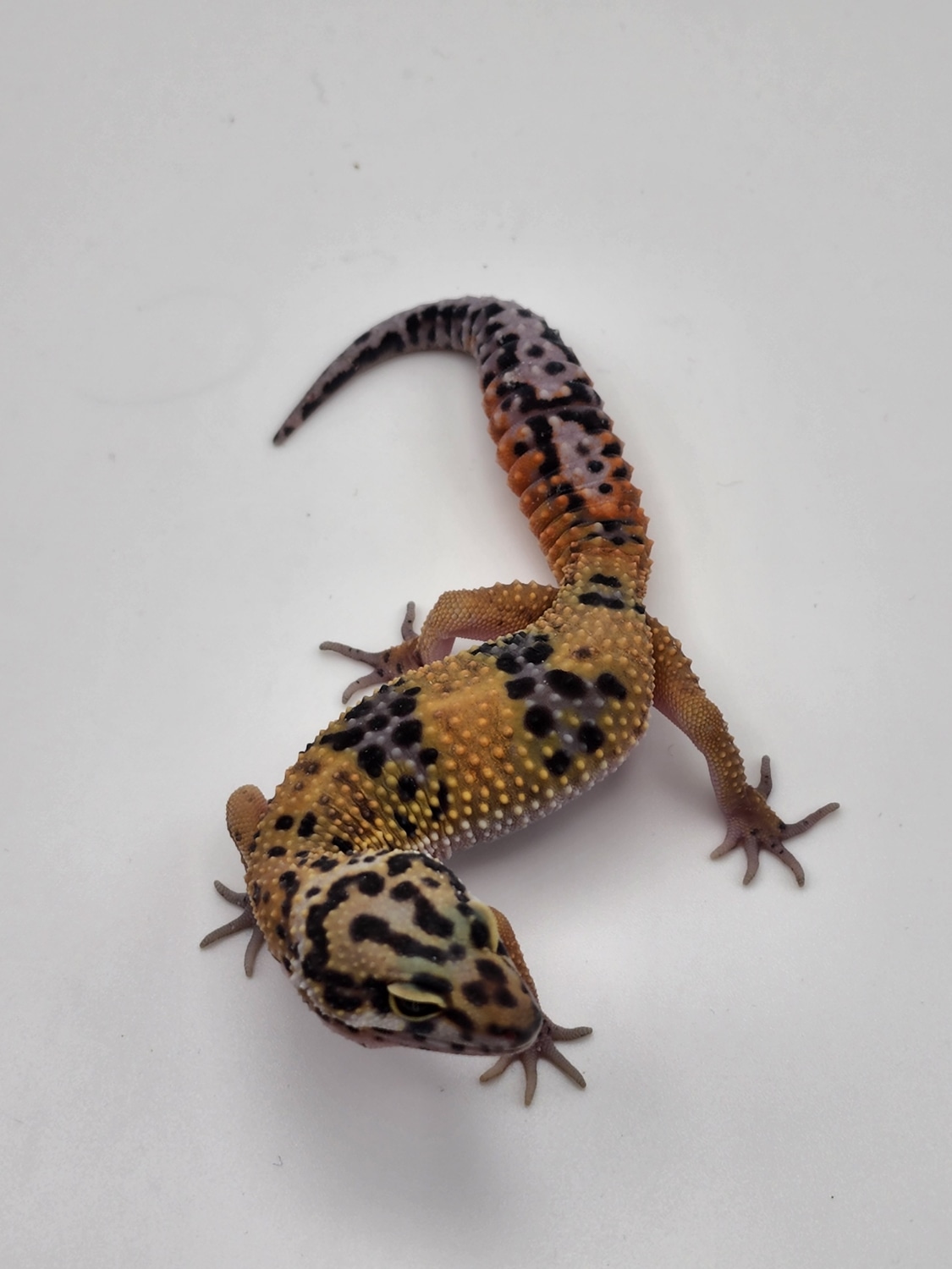 Super Giant Blood Emerine Het Tremper Leopard Gecko by Rivas Gecko's ...